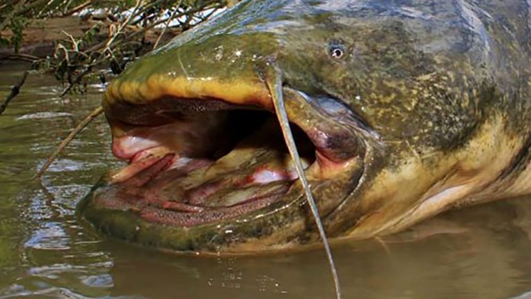 Pescato un pesce siluro da record nelle acque del Sebino - Montagne & Paesi Pescato un pesce siluro da record nelle acque del Sebino - Montagne & Paesi